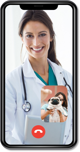 Vet Connect | Pawpots UAE